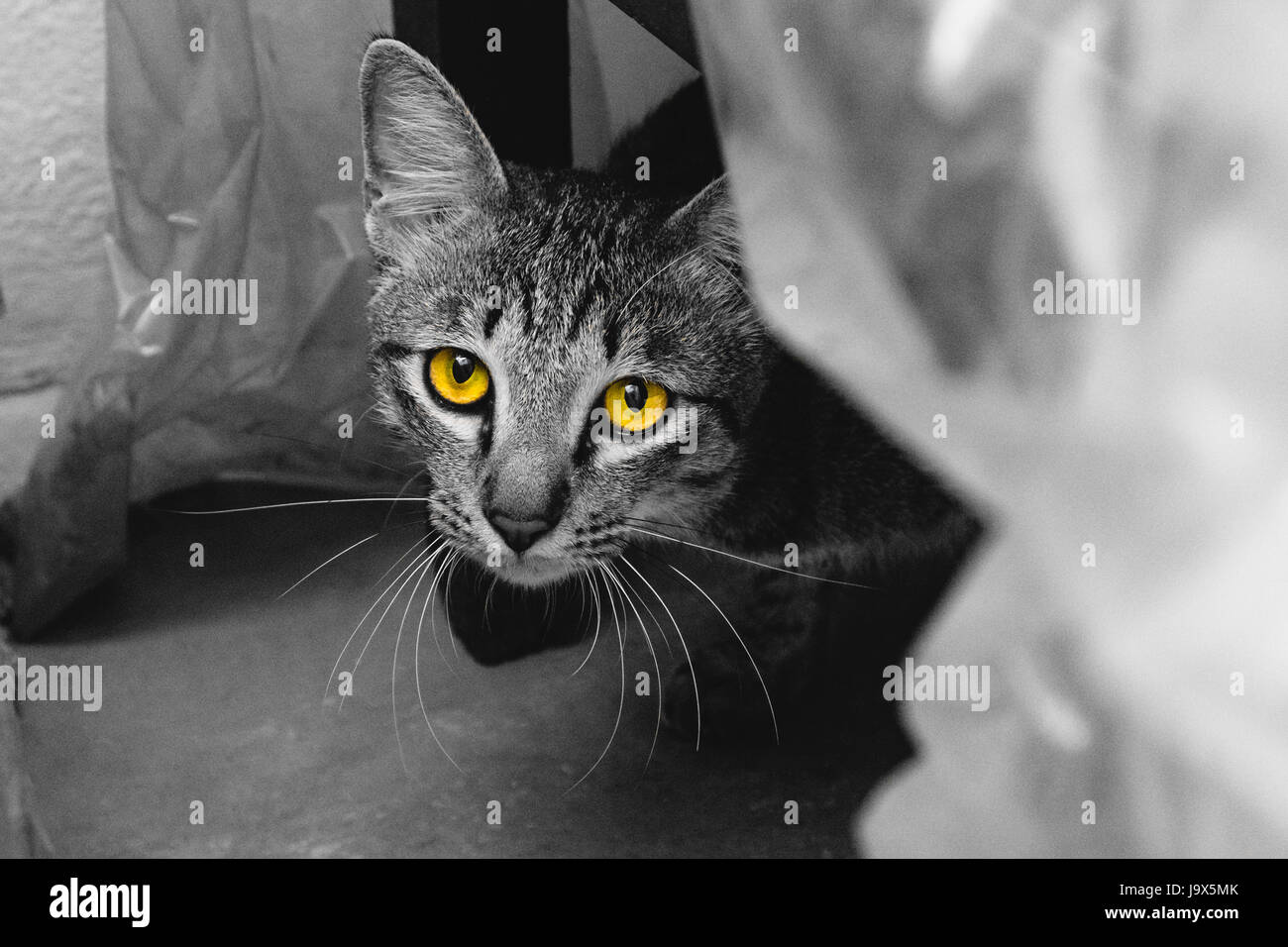 Yellow eyes cat look at the camera Stock Photo - Alamy
