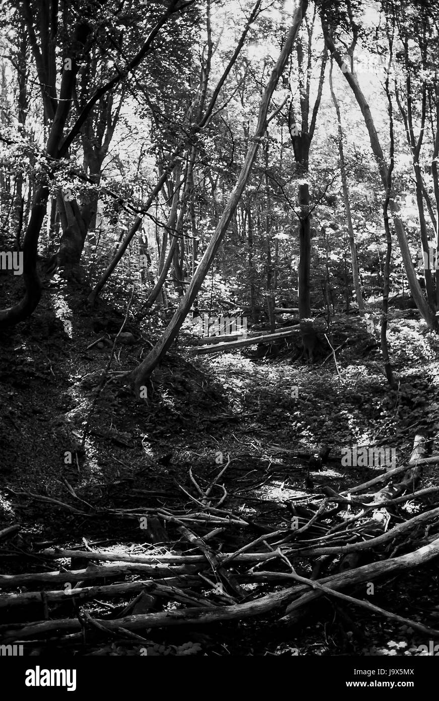 Jalopy in the woods Stock Photo - Alamy