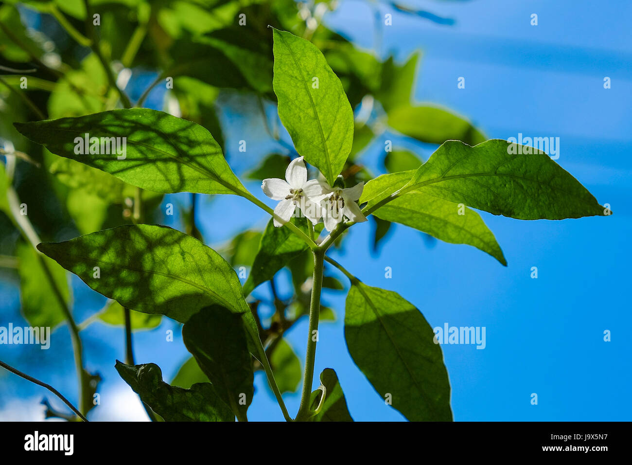 Capsicum flower with sunlight and blue sky Stock Photo - Alamy