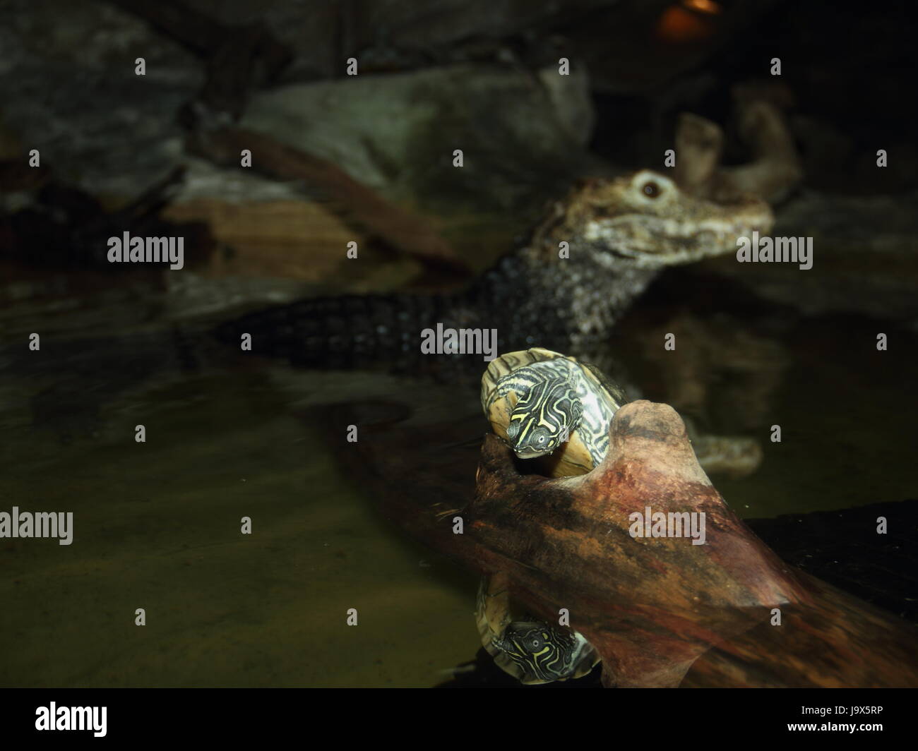 swamp, alligator, turtle, water, tortoise, danger, macro, close-up ...