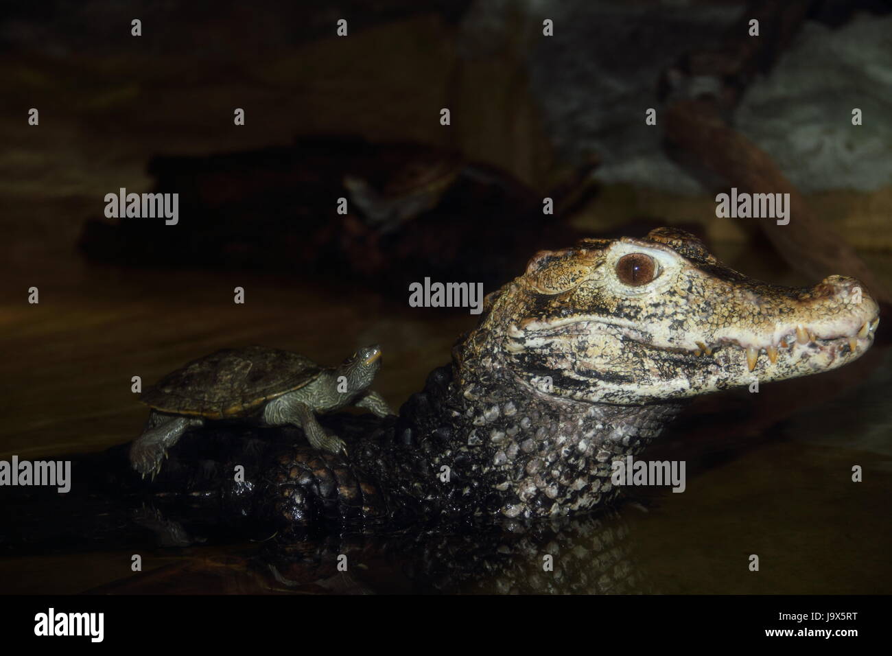 swamp, reptiles, alligator, turtle, threatens, water, danger, macro ...