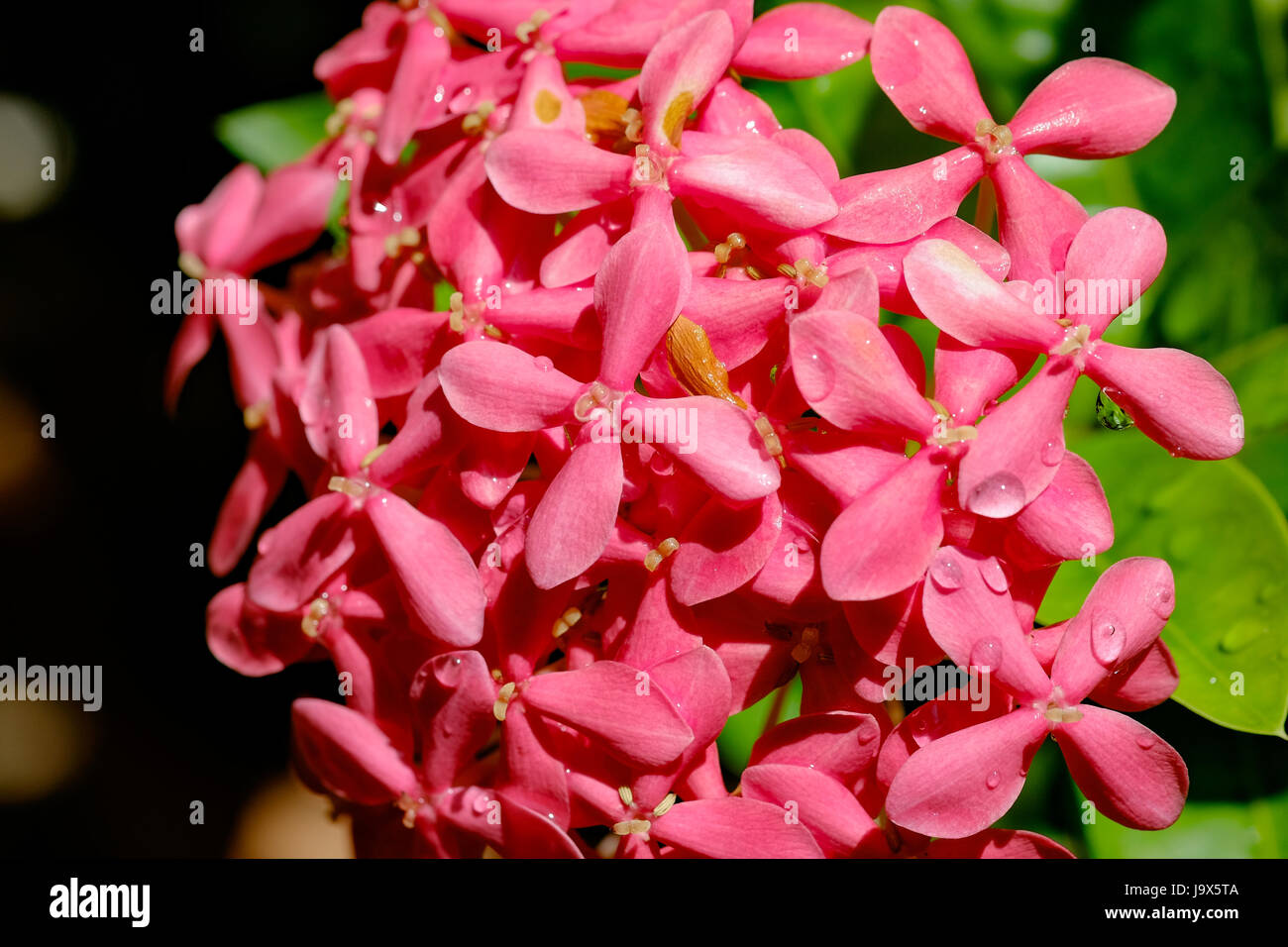 Pink ixora close up Stock Photo - Alamy