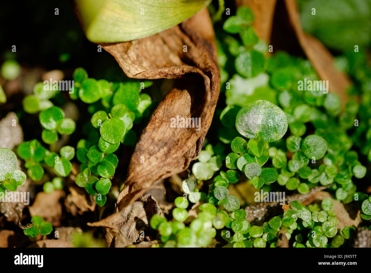 Dying leaf along green plant close up Stock Photo - Alamy