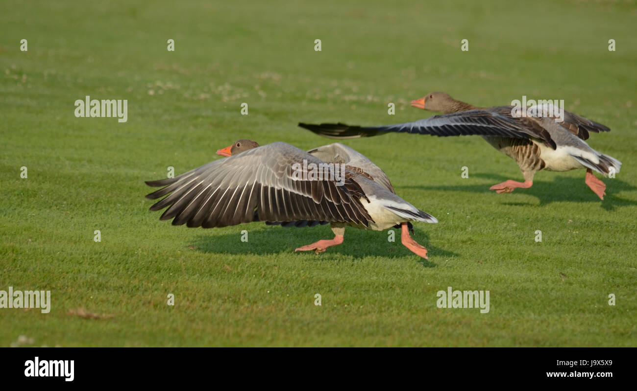 wildlife, goose, brant, dash, go quickly, fast, quick, quickly, speed ...