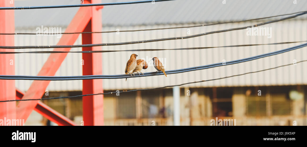 Birds on the cable wire Stock Photo - Alamy