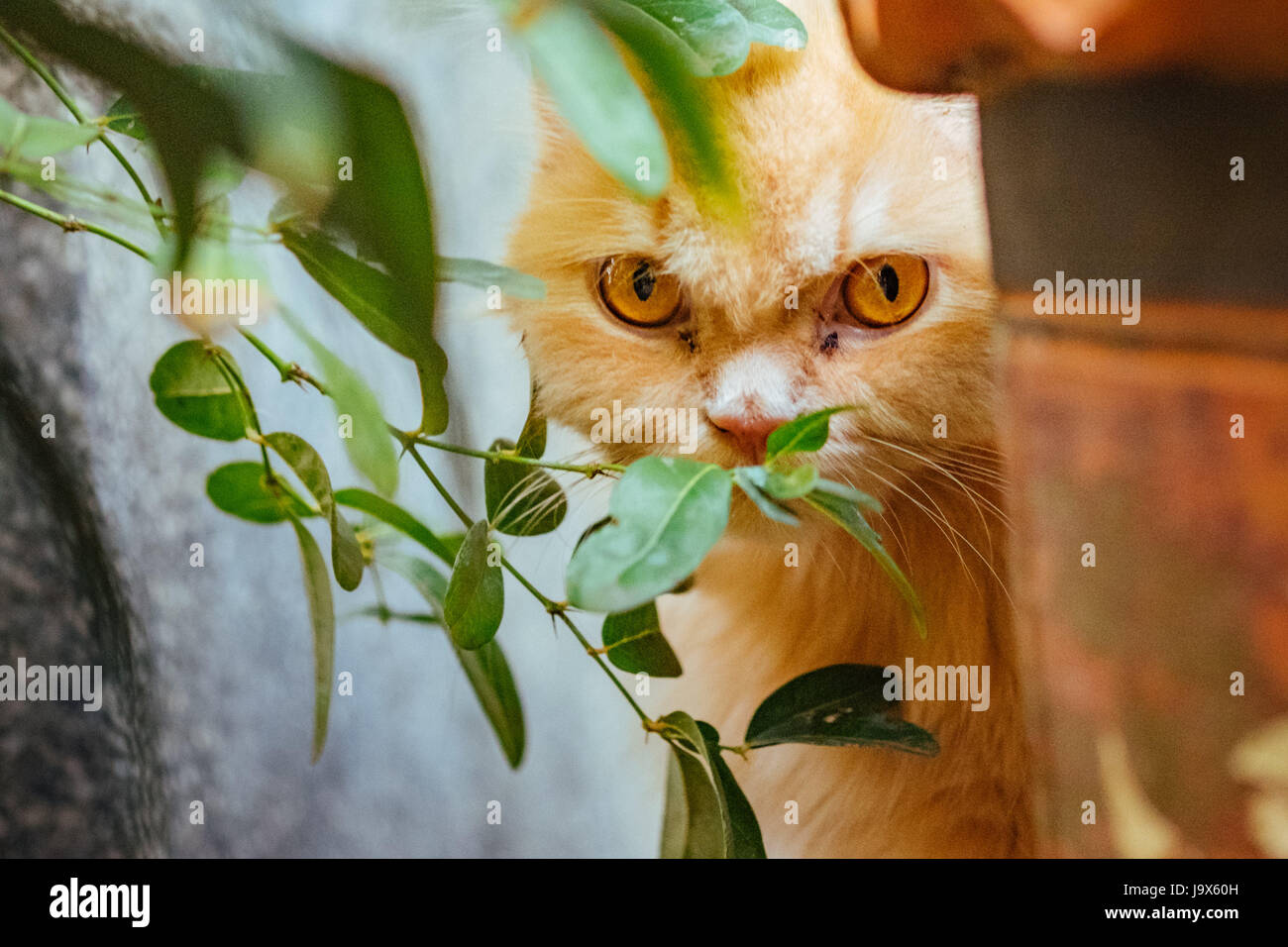 Orange persian cat behind tree branch Stock Photo - Alamy