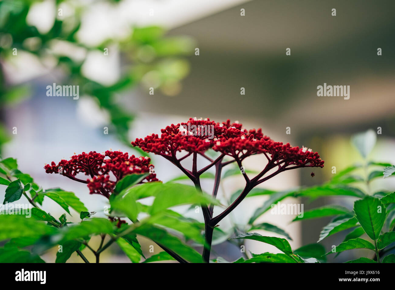 Leea hi-res stock photography and images - Alamy