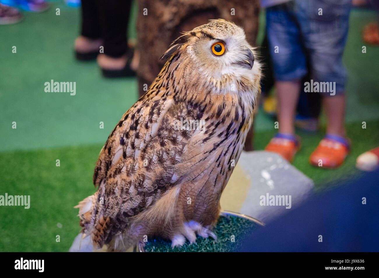 Owl stand on the table Stock Photo - Alamy