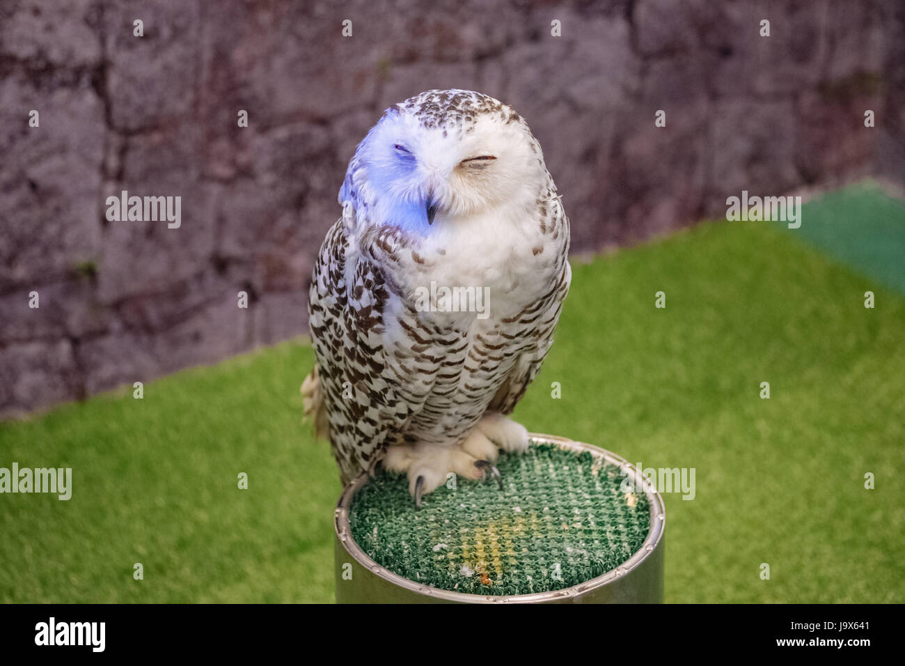 Owl stool hi-res stock photography and images - Alamy