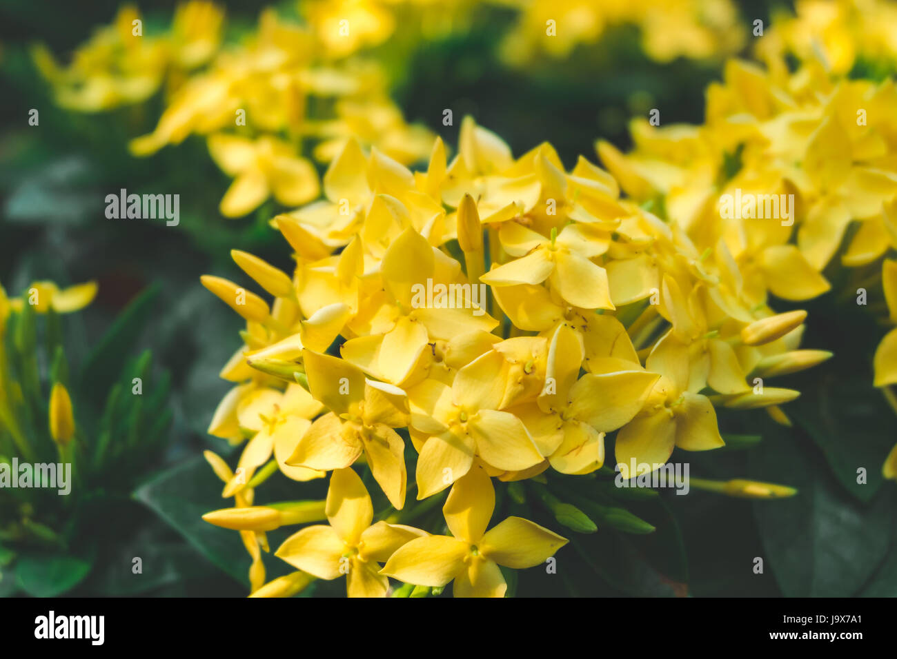 Yellow ixora flower in garden Stock Photo - Alamy