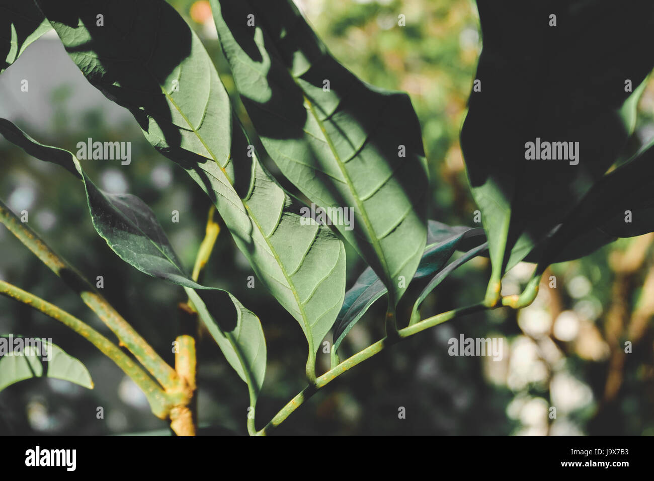 Green leaf in sunlight Stock Photo - Alamy