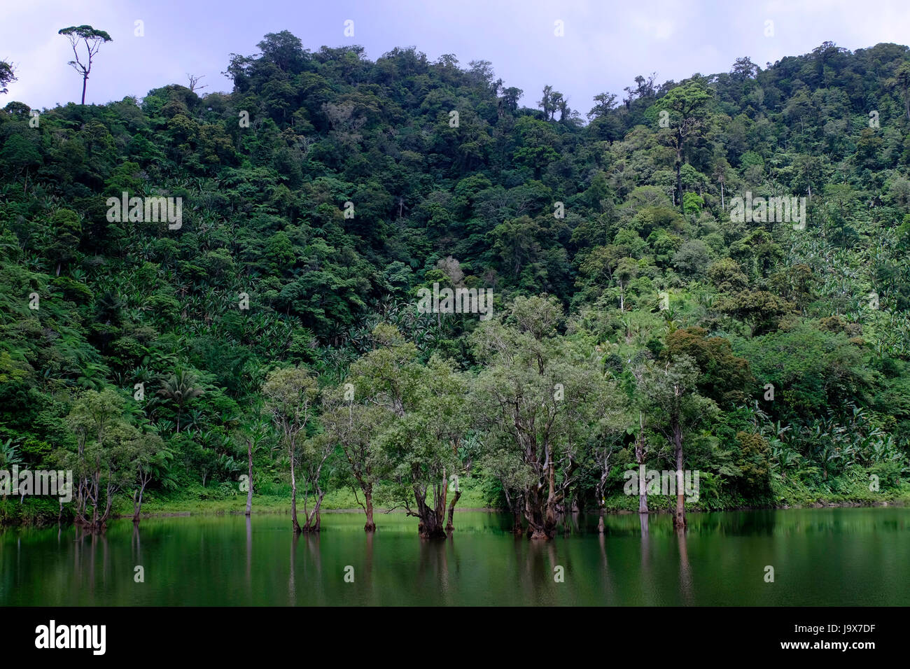 Indian Willow ( Salix tetrasperna) trees submerged in the freshwater of ...