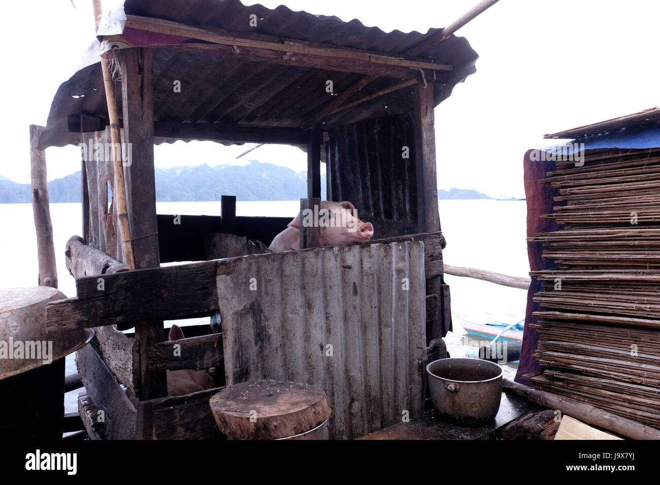 A pork peeps out a shabby hog hut at the coast of small fishermen ...