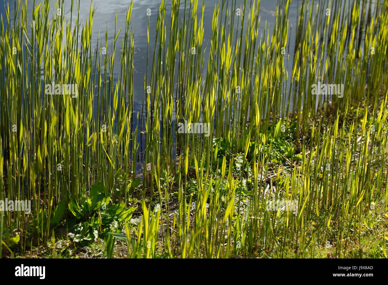 reed grass on the water Stock Photo - Alamy
