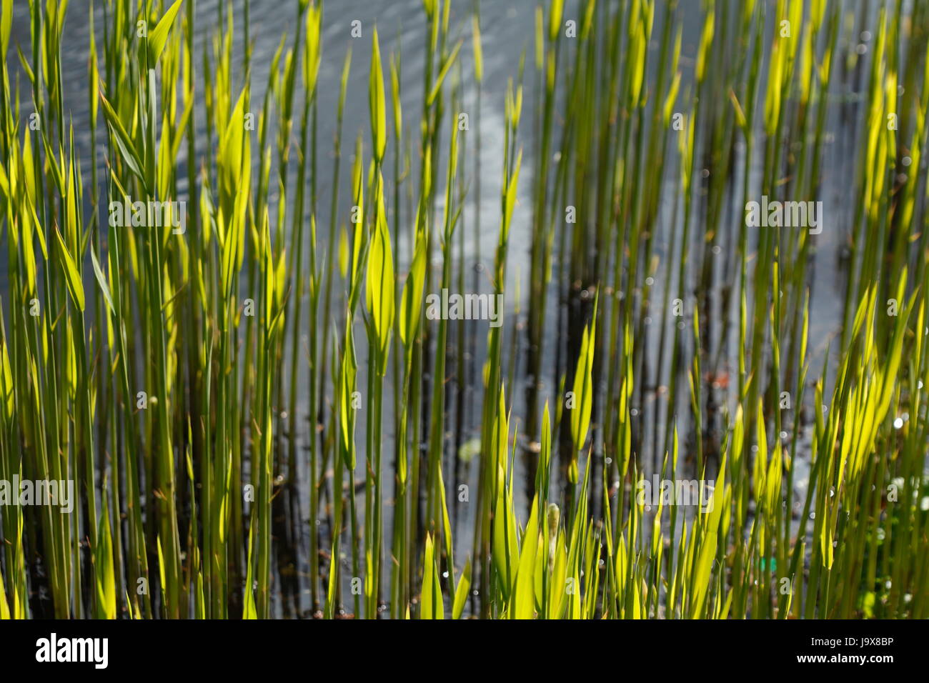reed grass on the water Stock Photo - Alamy