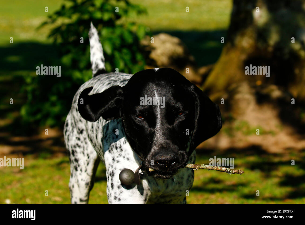 German Pointer dog playing in the meadow Stock Photo - Alamy