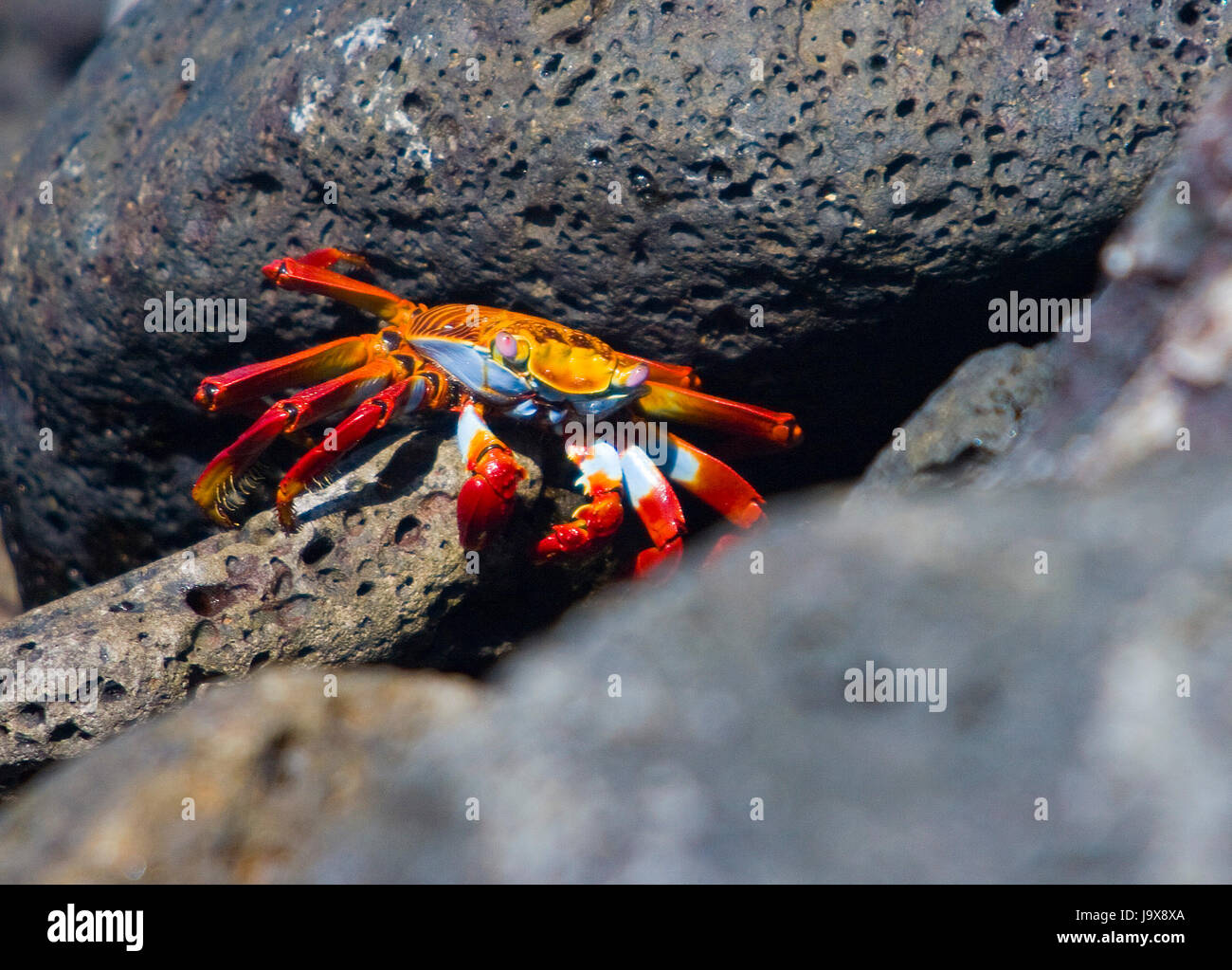 crab, shellfish, lobster, nature, coloured, colourful, gorgeous ...