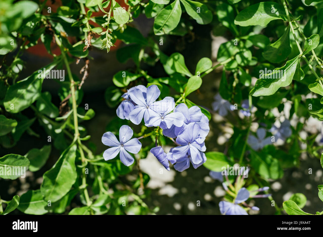 Bluster hi-res stock photography and images - Alamy