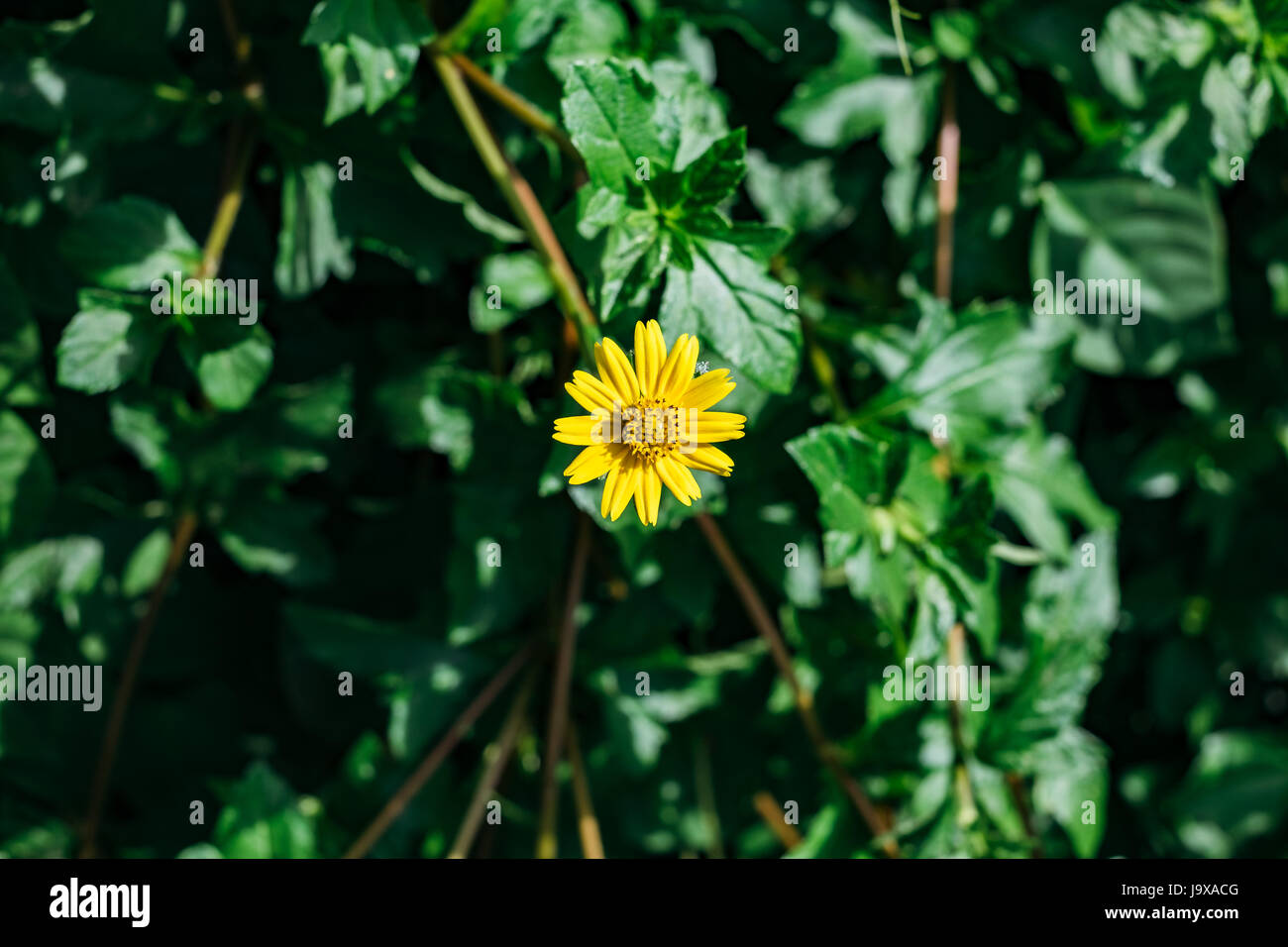 Yellow Leopard's Bane Flower with green leaf in the background Stock ...