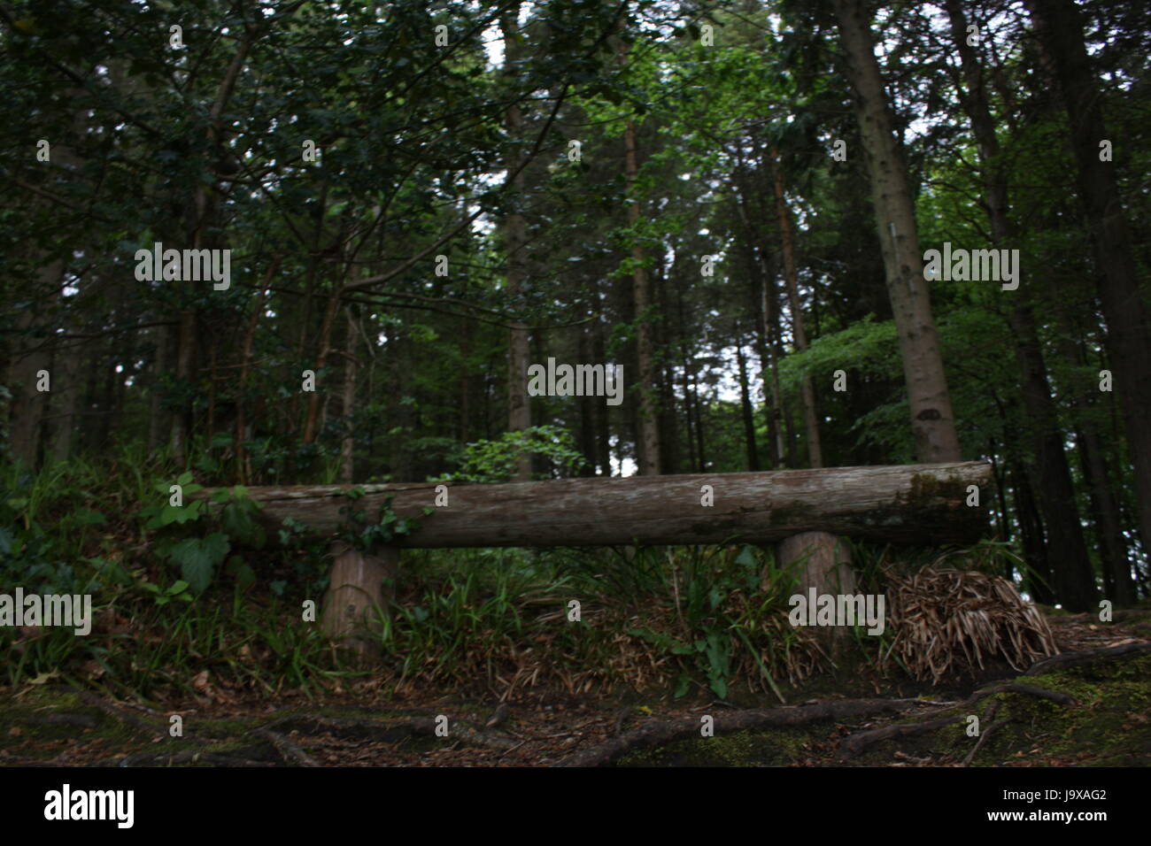Sligo Kilkenny forest that was affected in the Sligo forest fires in ...