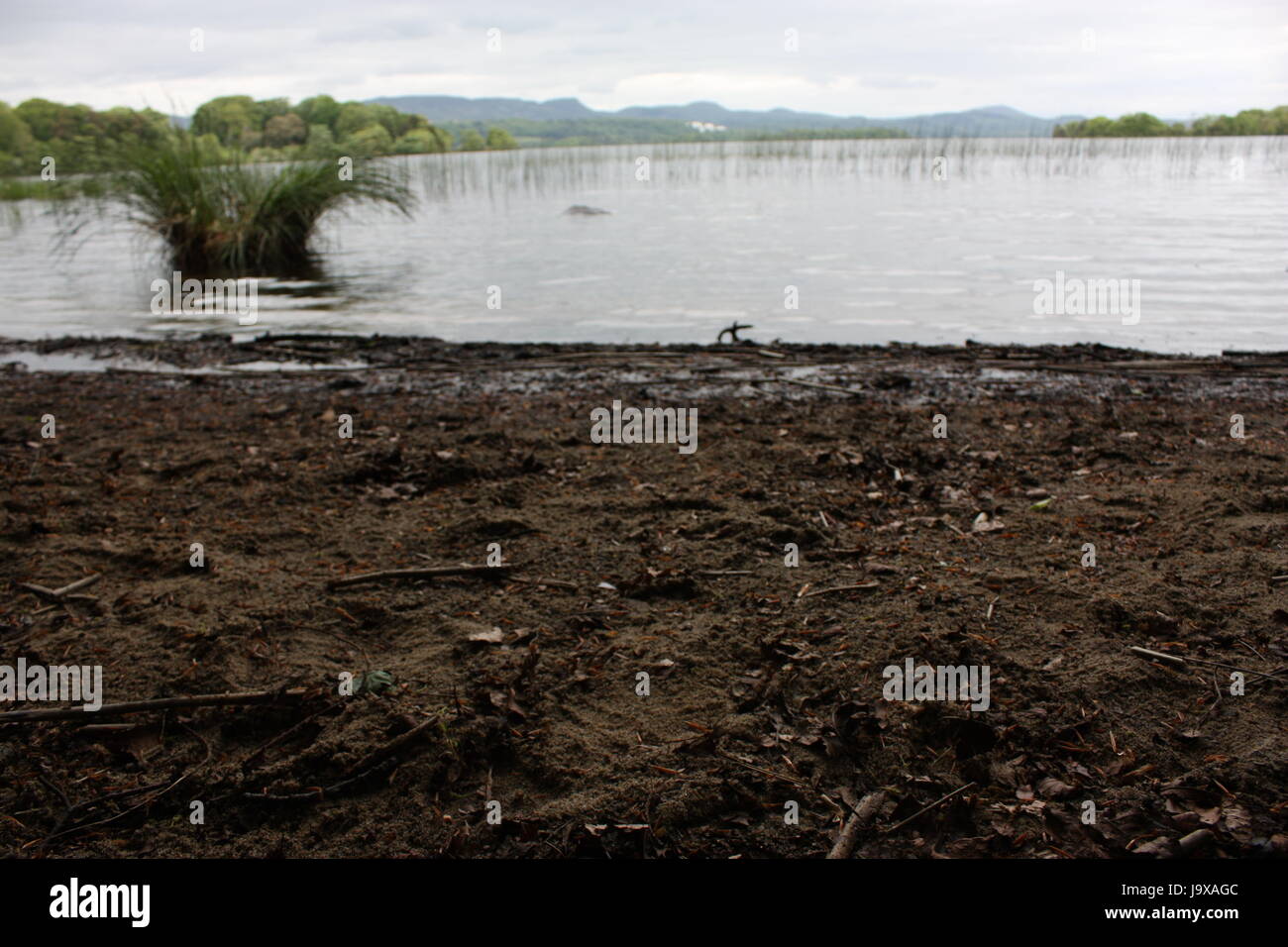 Sligo Kilkenny forest that was affected in the Sligo forest fires in ...