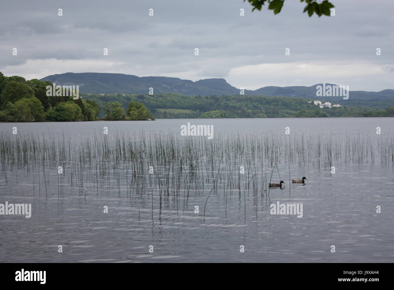 Sligo Kilkenny forest that was affected in the Sligo forest fires in ...