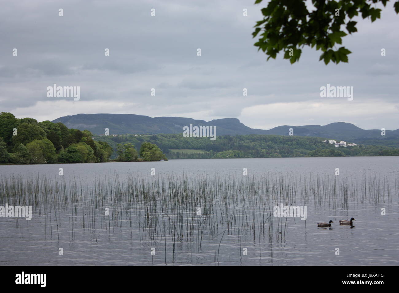 Sligo Kilkenny forest that was affected in the Sligo forest fires in ...
