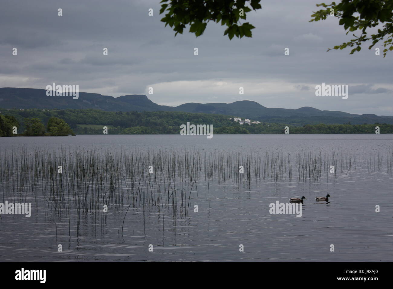 Sligo Kilkenny forest that was affected in the Sligo forest fires in ...