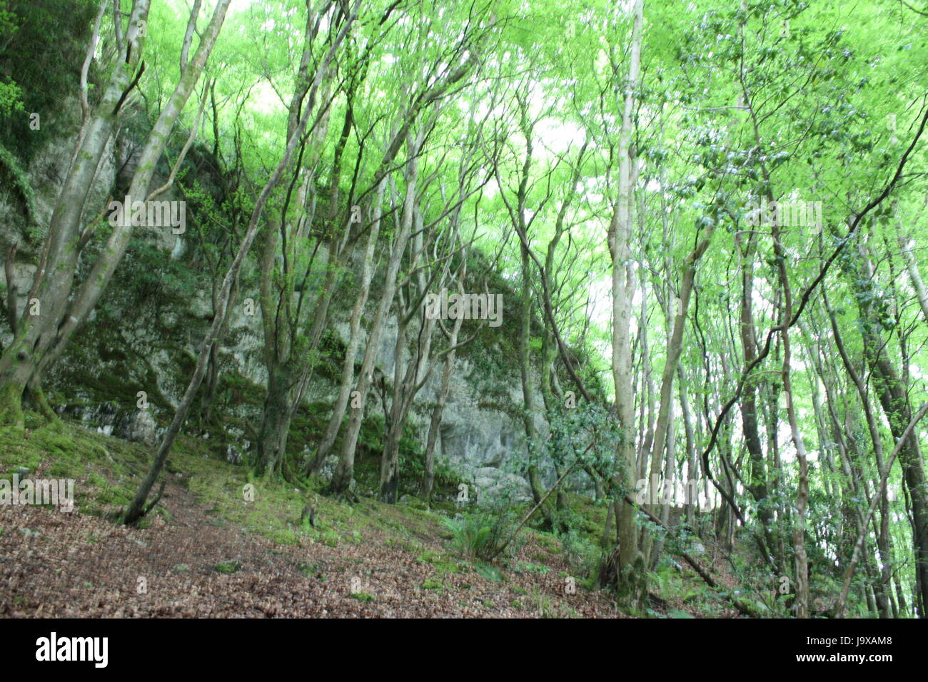 Sligo Kilkenny forest that was affected in the Sligo forest fires in ...