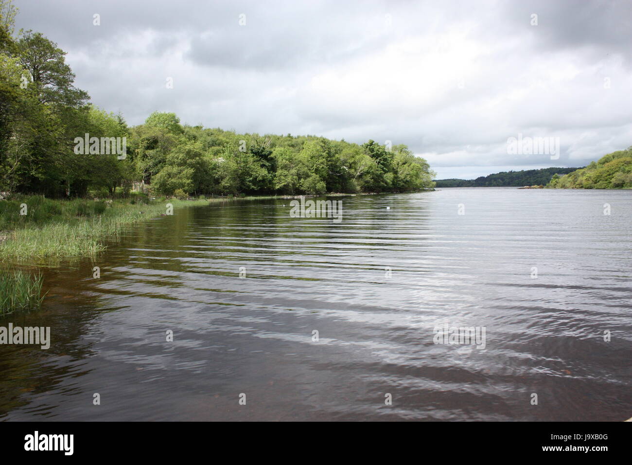 Sligo Kilkenny forest that was affected in the Sligo forest fires in ...
