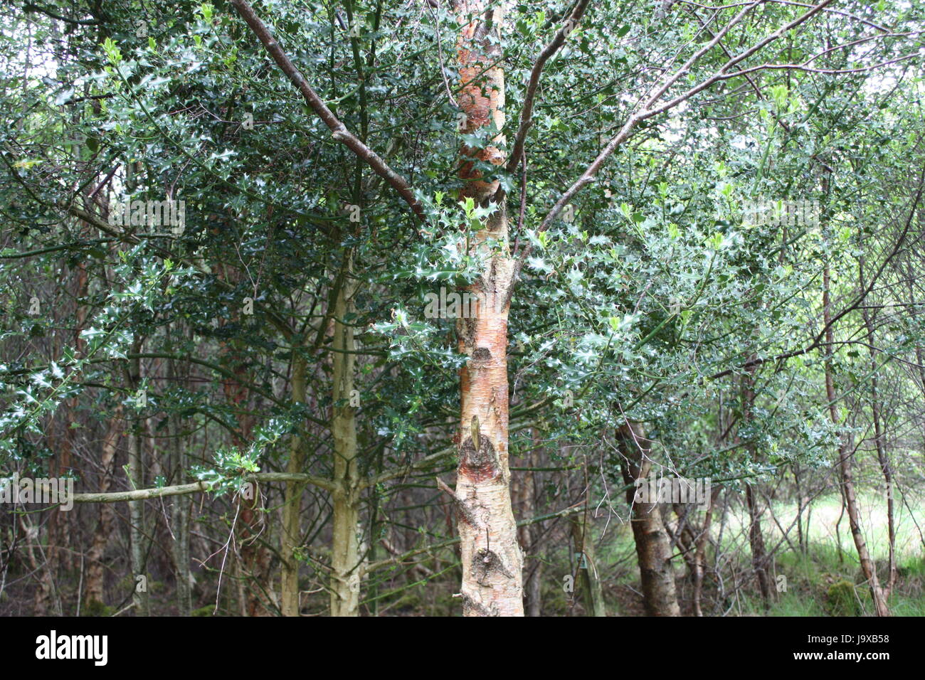 Sligo Kilkenny forest that was affected in the Sligo forest fires in ...
