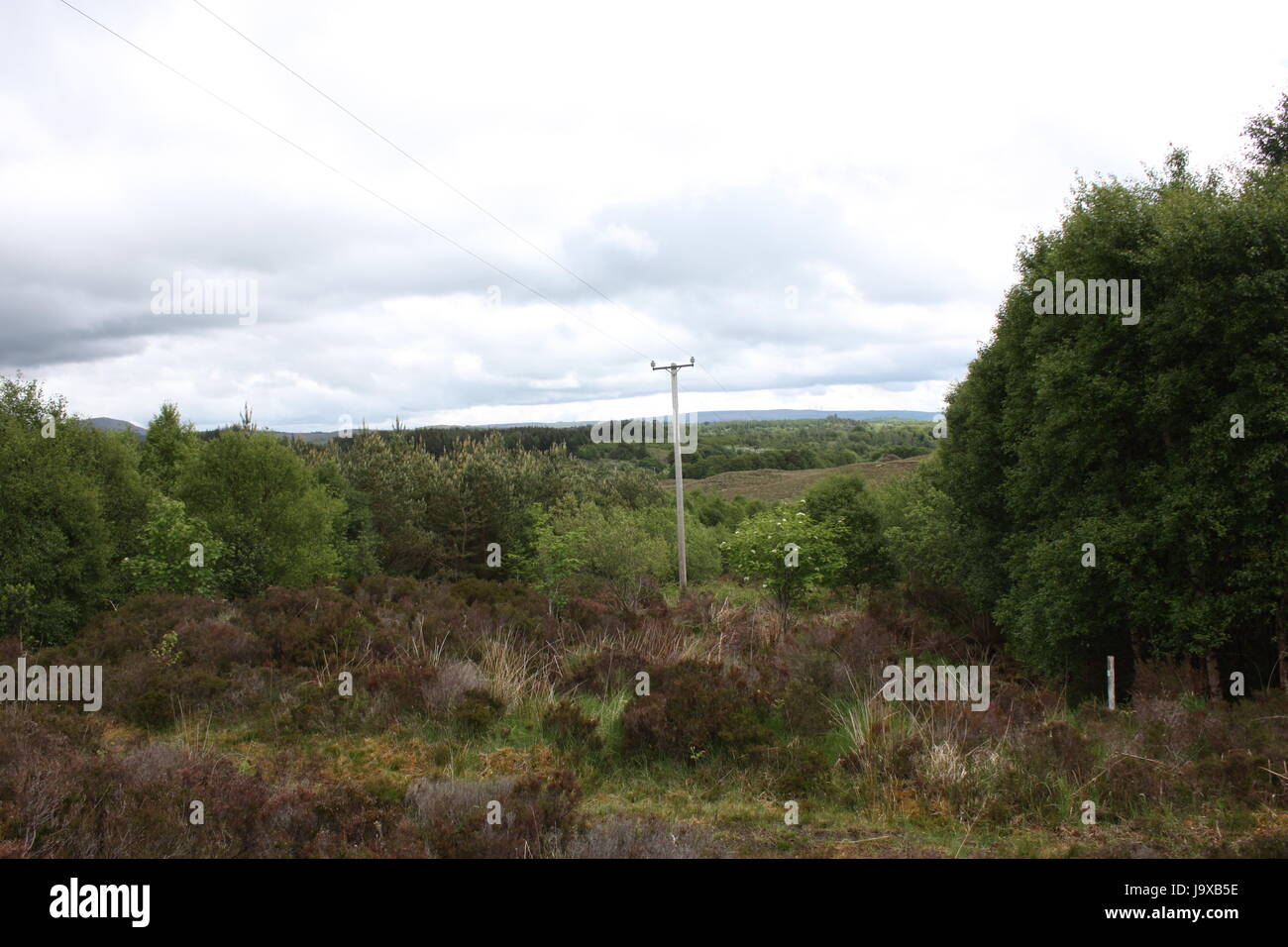 Sligo Kilkenny forest that was affected in the Sligo forest fires in ...