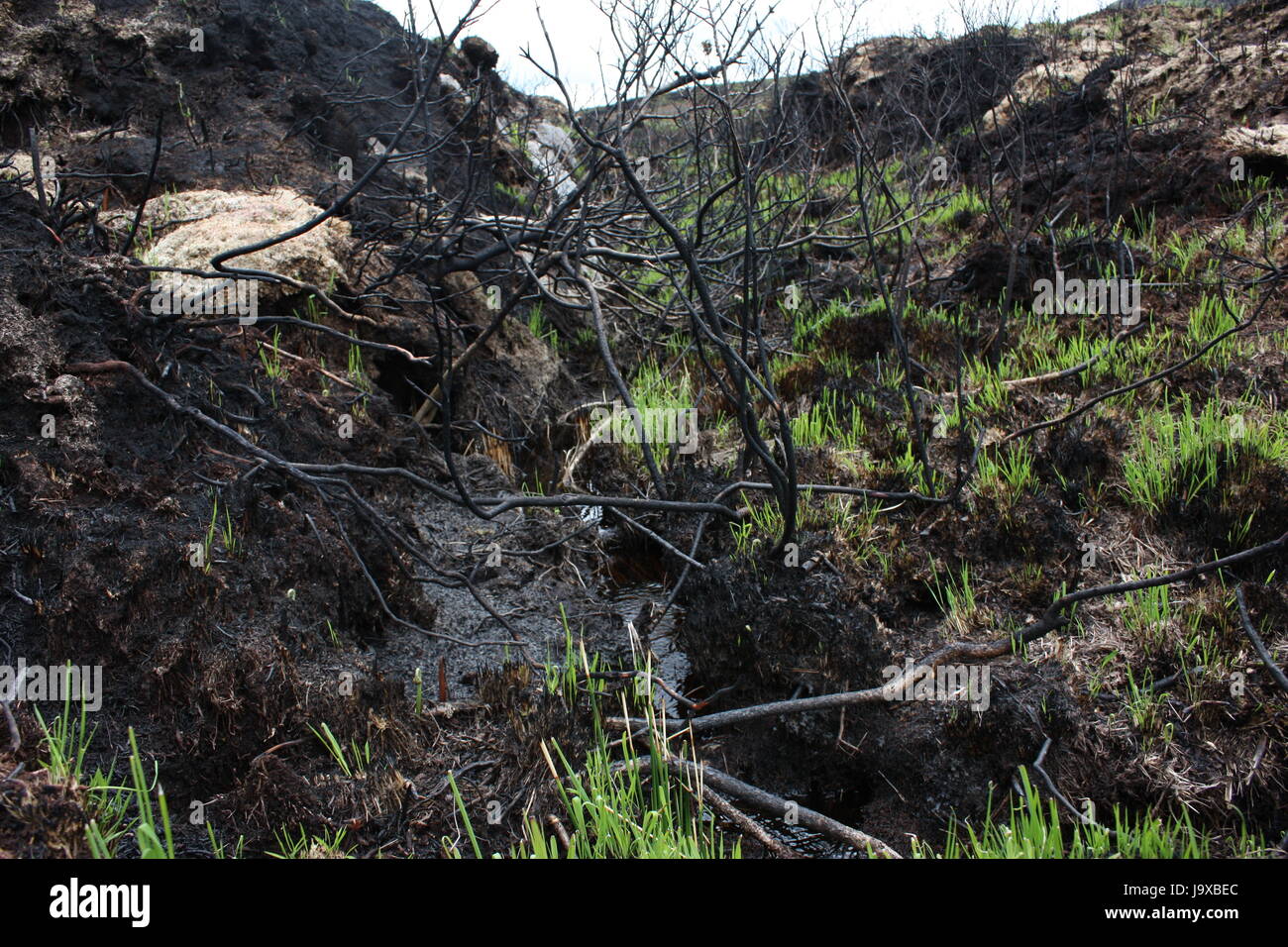 Burnt irish trees hi-res stock photography and images - Alamy