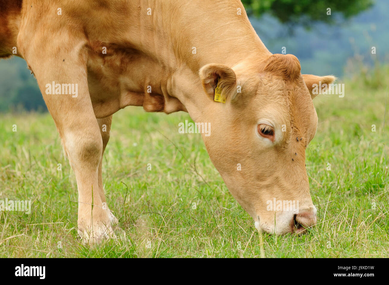 Agriculture cattle tail hi-res stock photography and images - Alamy