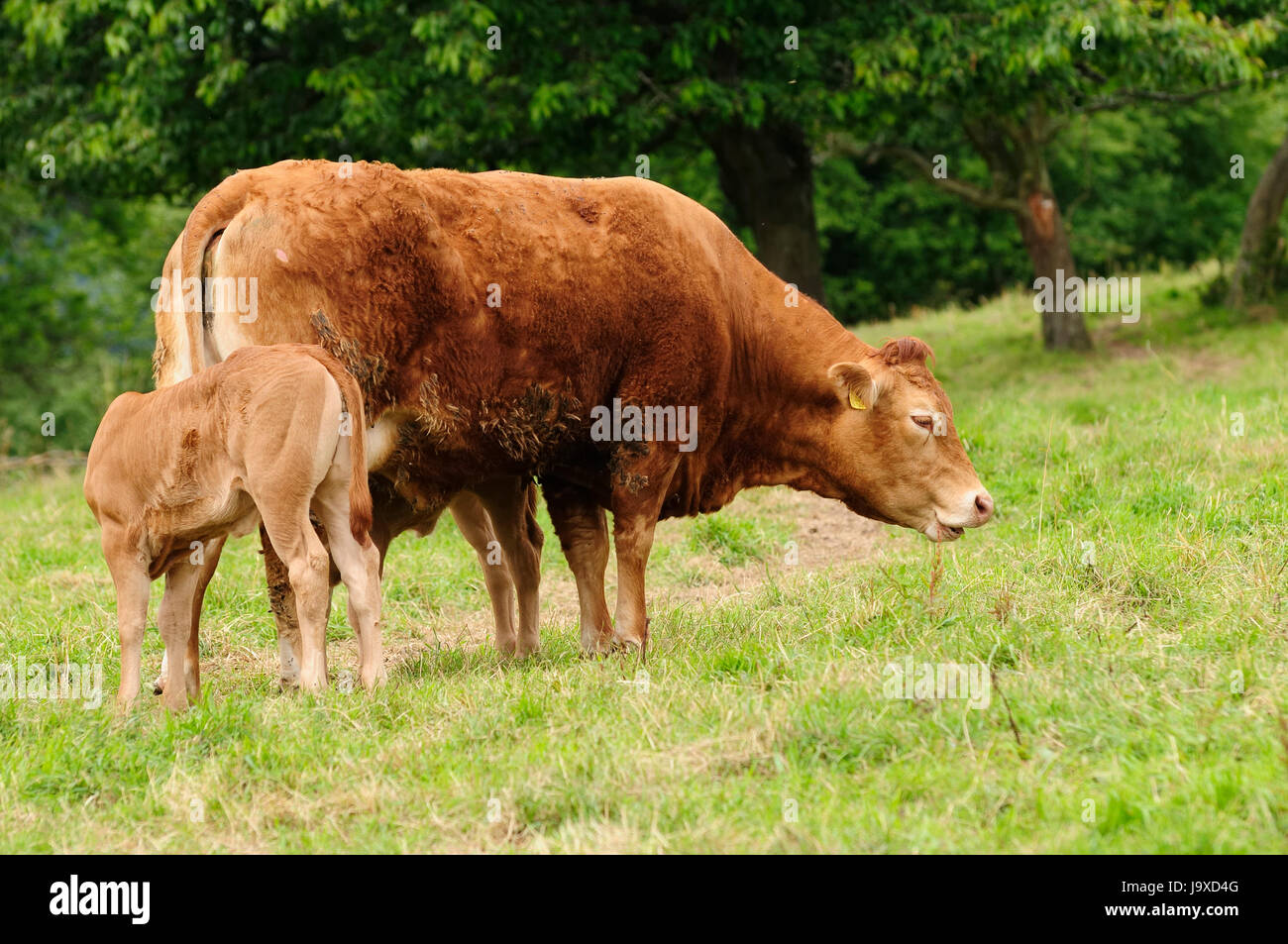 bull, cow, bovine, cows, cattle, brown, brownish, brunette, bull ...
