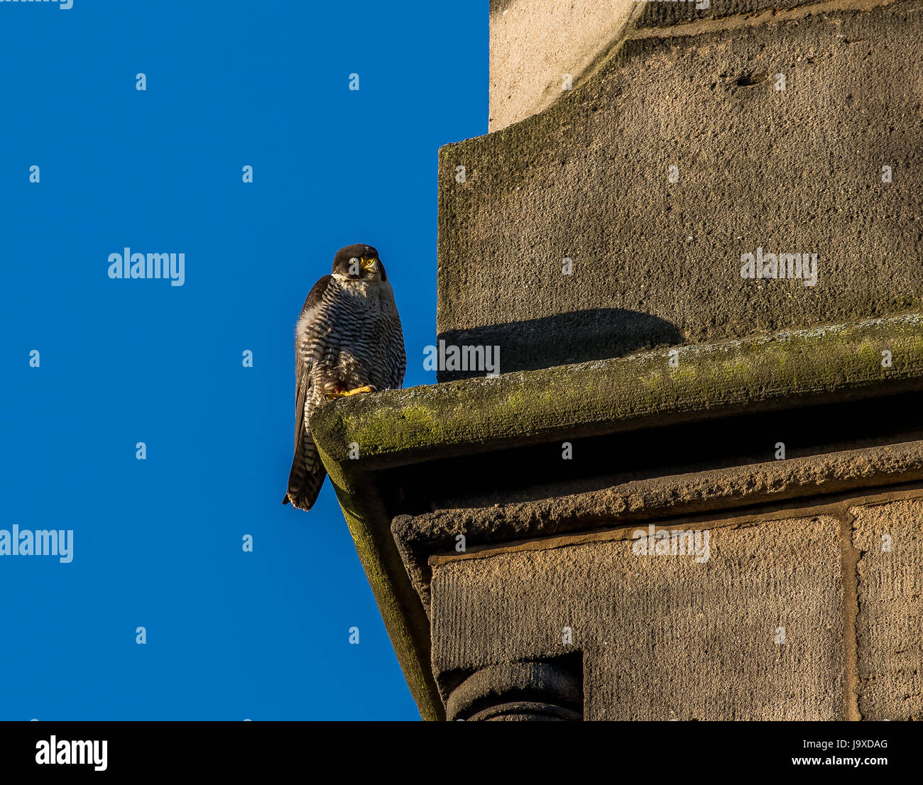Peregrine falcon uk cliff hi-res stock photography and images - Alamy