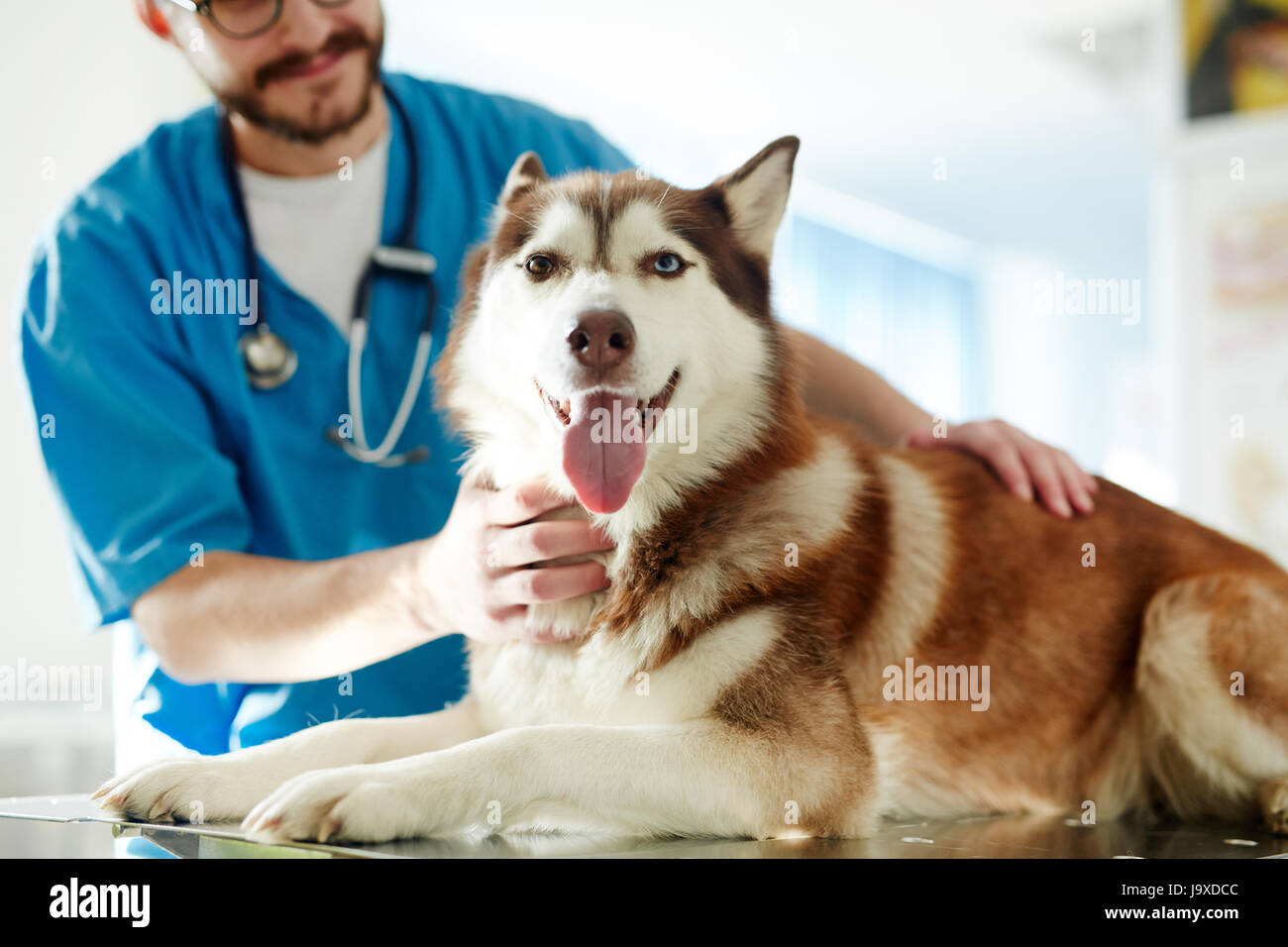 Cute siberian husky dog having examination in vet clinics Stock Photo ...