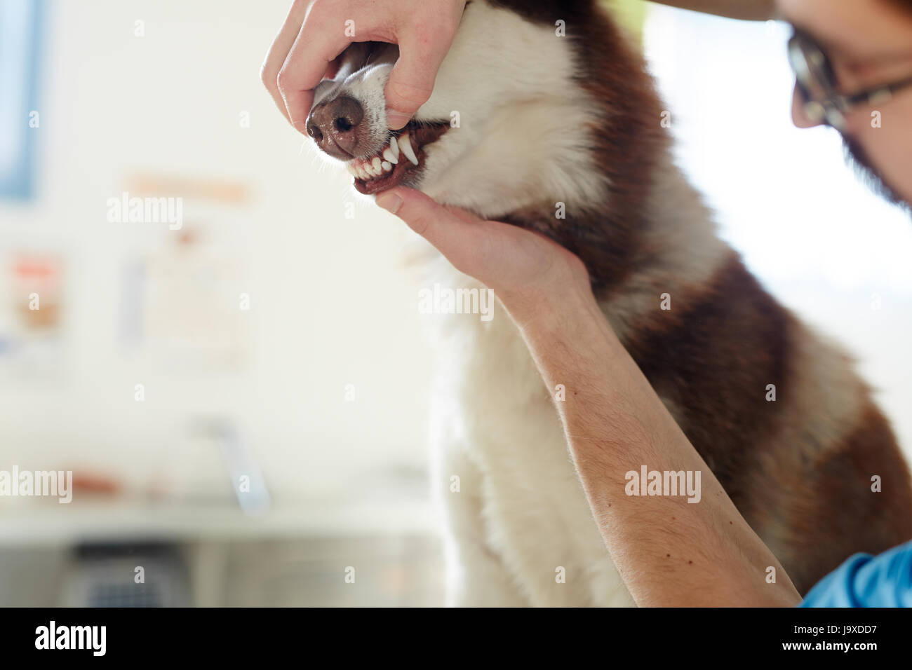 Veterinarian examining teeth of husky dog Stock Photo - Alamy