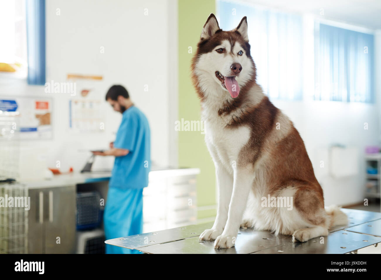 Husky dog waiting for doctor on table Stock Photo - Alamy