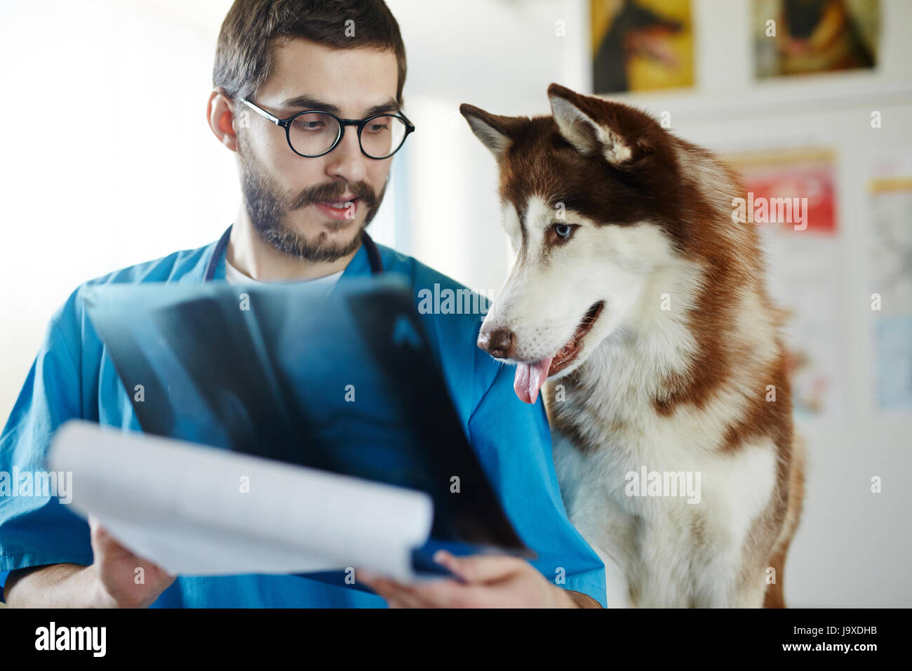 Vet showing x-ray image to his patient Stock Photo - Alamy