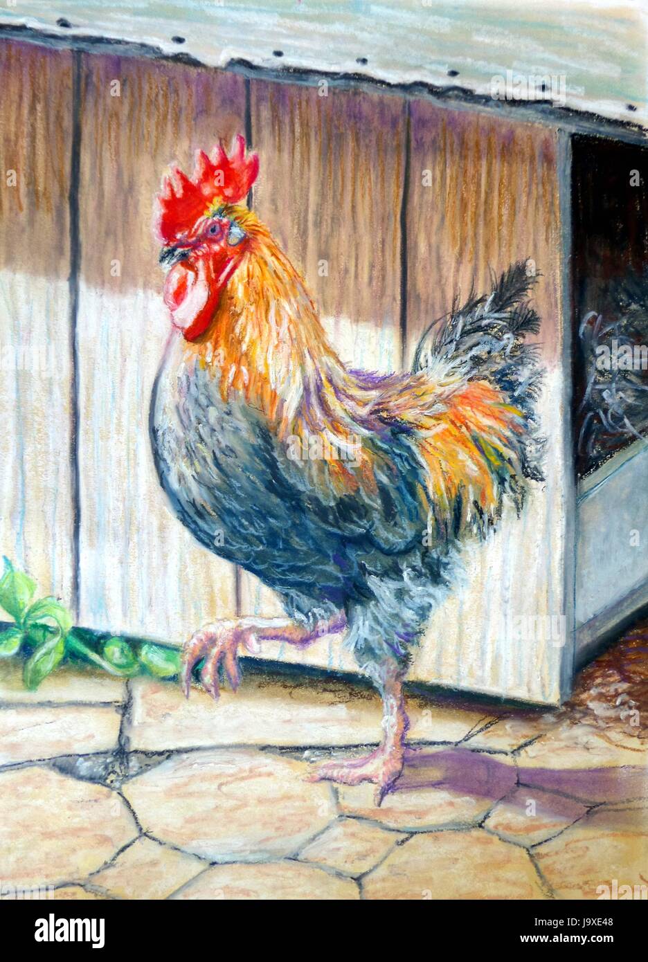 A rooster drawn in pastel strutting in a yard outsiude his pen Stock ...