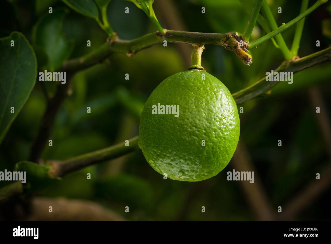 wet single lime fruit hanging from its tree, dark background Stock ...