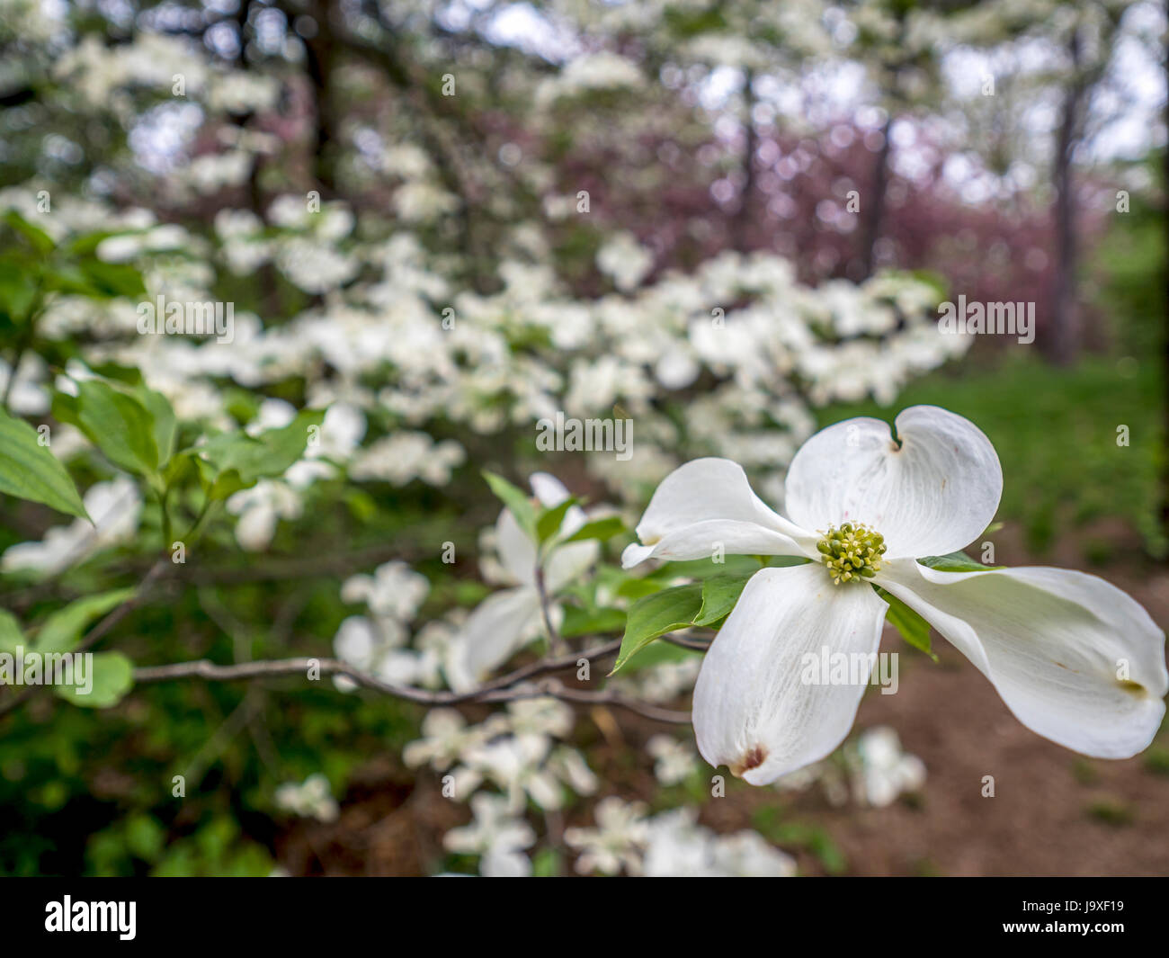 Cornus is a genus of woody plants in the family Cornaceae, commonly ...