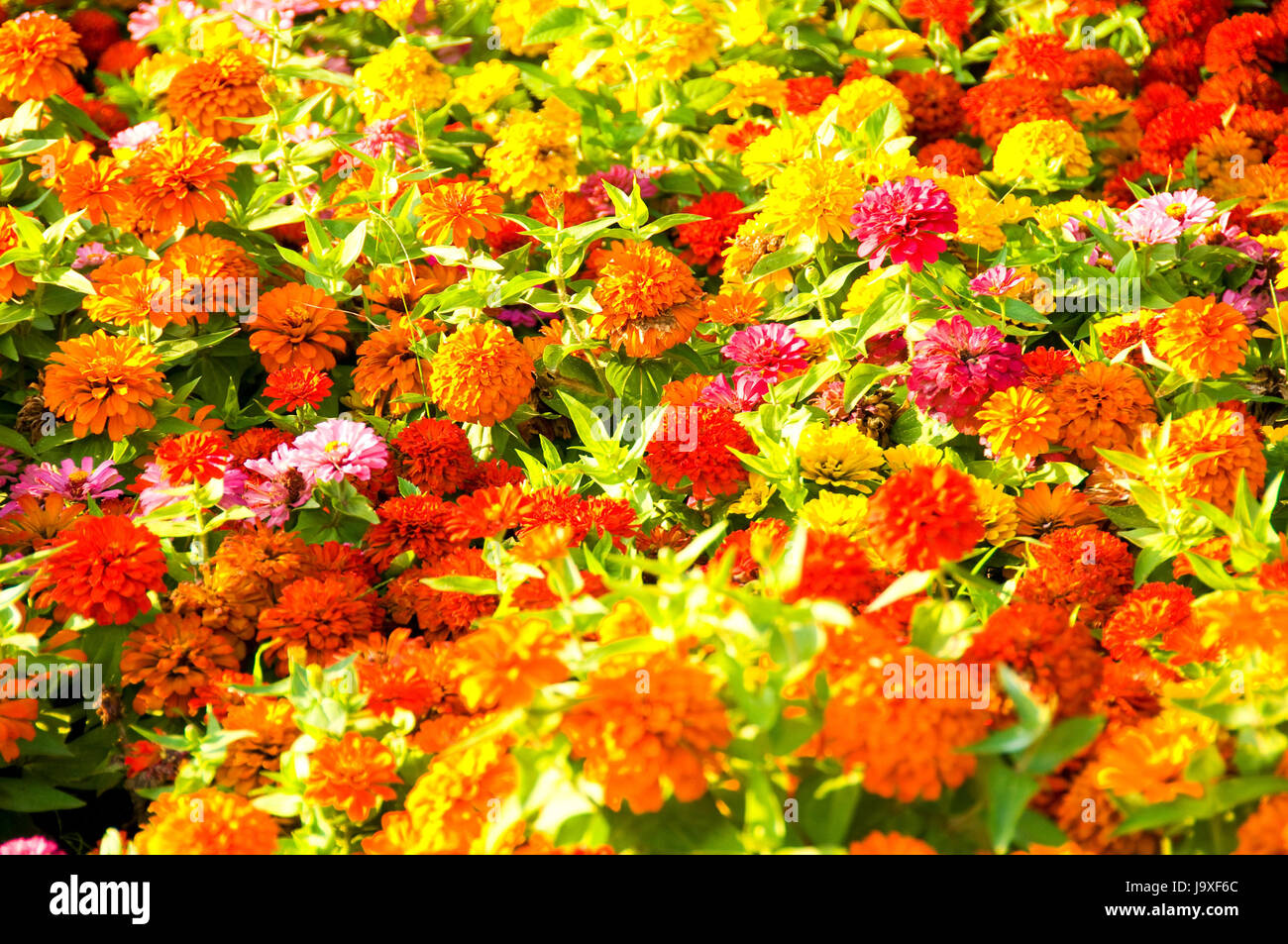 environment, enviroment, garden, flower, plant, ground, soil, earth ...