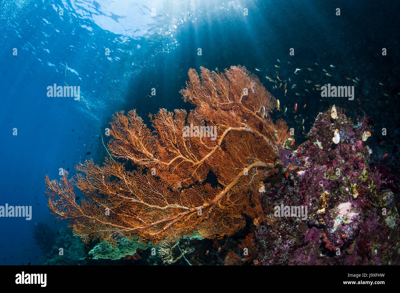 Gorgonian [Annella mollis] on reef slope. West Papua, Indonesia Stock ...