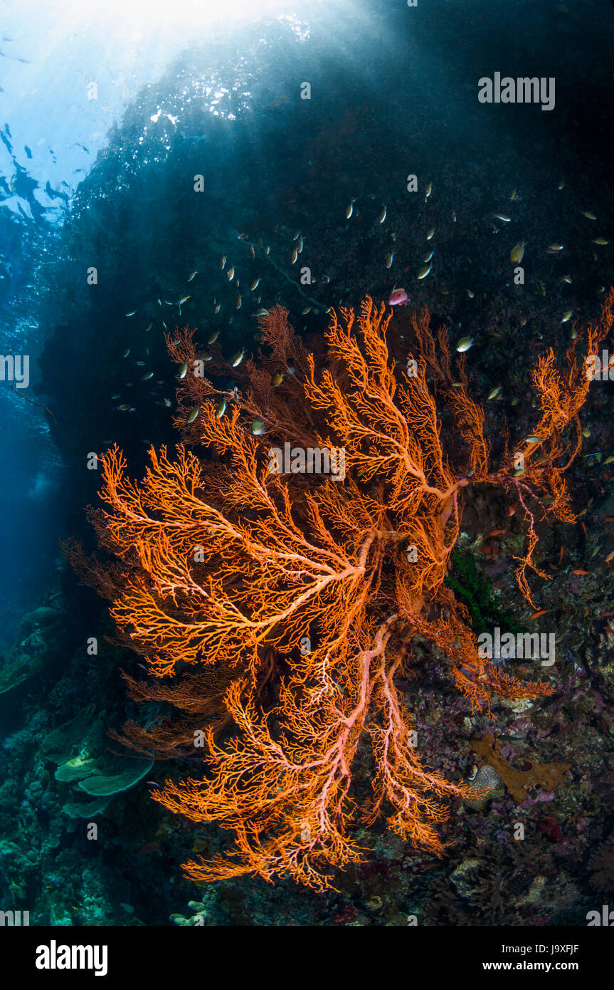 Gorgonian [Annella mollis] on reef slope. West Papua, Indonesia Stock ...
