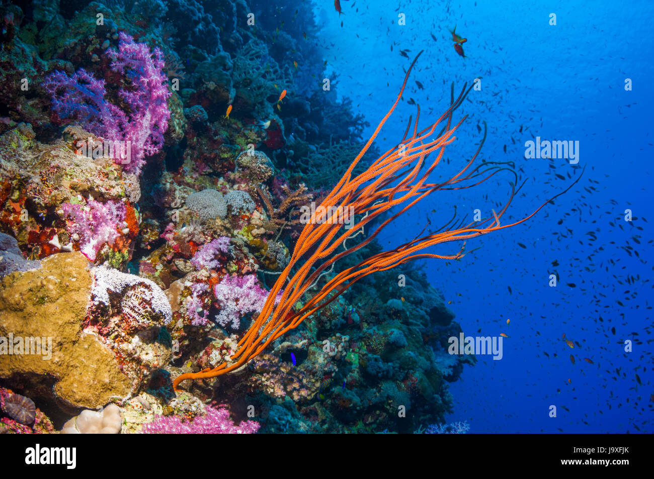 Red sea whip coral hi-res stock photography and images - Alamy