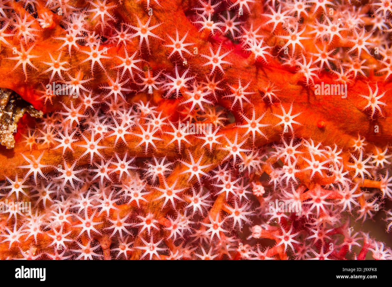 Red gorgonian fan coral hi-res stock photography and images - Alamy