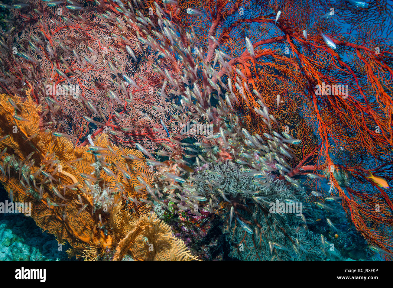Gorgonian sea fan [Melithaea sp.] with Pygmy sweepers [Parapriacanthus ...