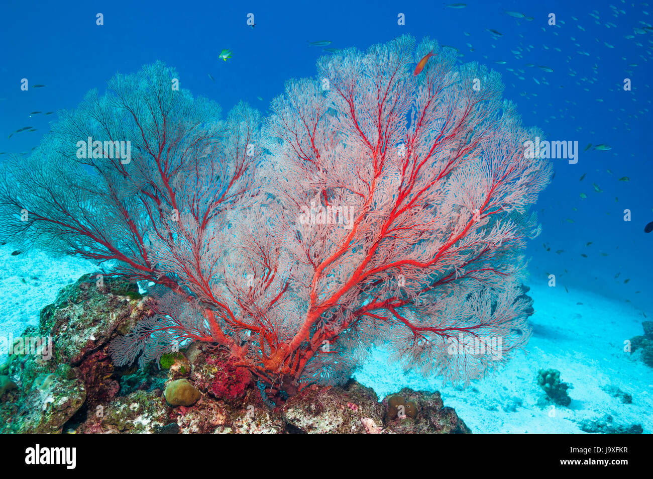 Gorgonian sea fan [Melithaea sp.]. Similan Islands, Andaman Sea ...